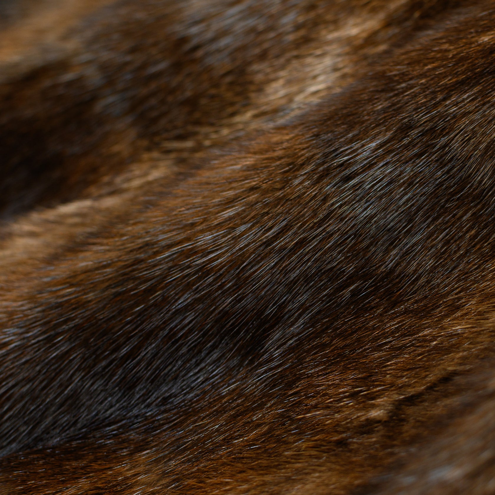 MORRIS KAYE & SONS Muskrat Jacket – Cody & Sioux