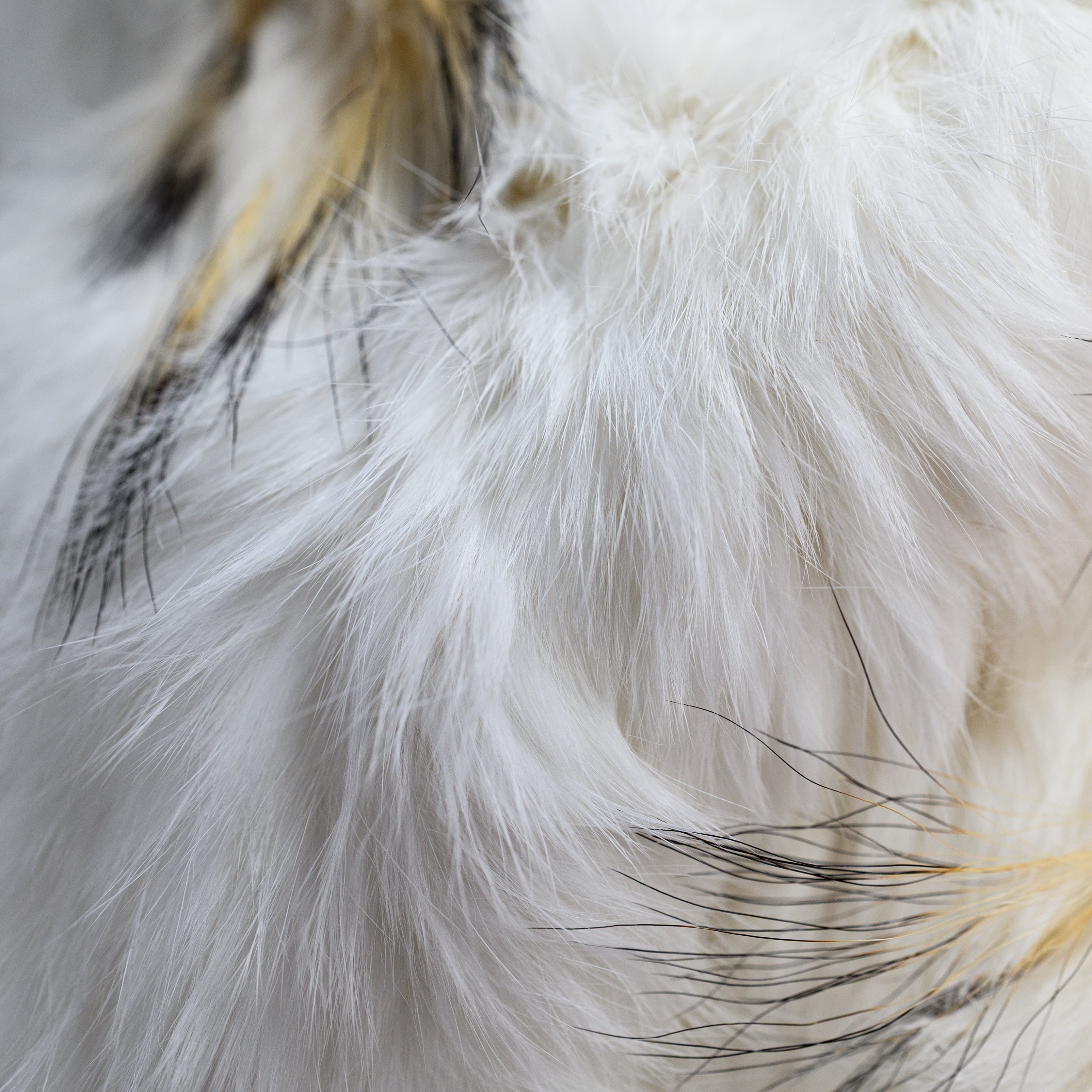 MORRIS KAYE & SONS Rabbit Vest – Cody & Sioux